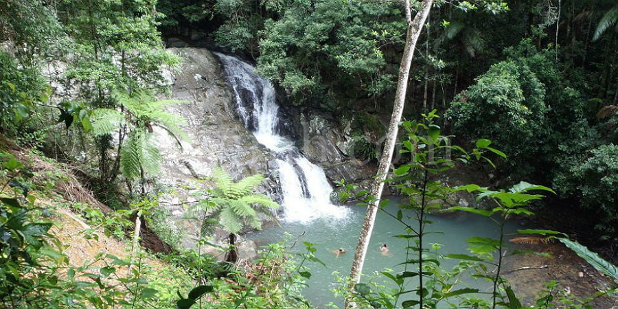 Mount Cougal, Springbrook National Park - Gold Coast Info