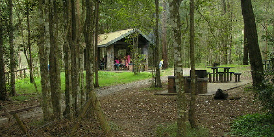 Numinbah Section, Springbrook National Park - Gold Coast Info
